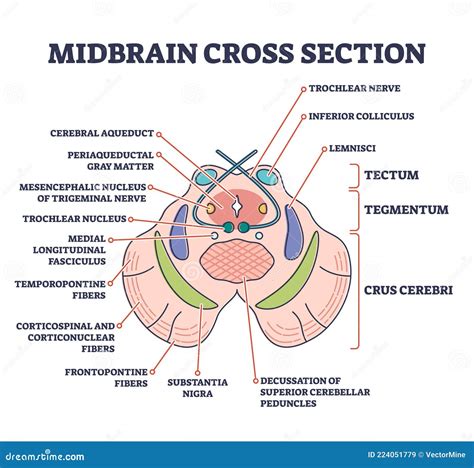 Midbrain Cross Section With Labeled Brain Structure Parts Outline Diagram Stock Vector