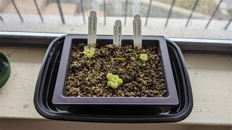 Ping Not Growing Whats Wrong Rsavagegarden