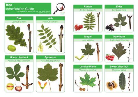 52 Free Printable Tree Leaf Identification Charts [pdf] Infographic