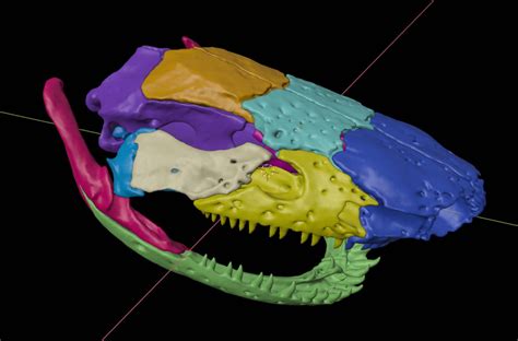 Exported Meshes Have Incorrect Colors Support 3d Slicer Community