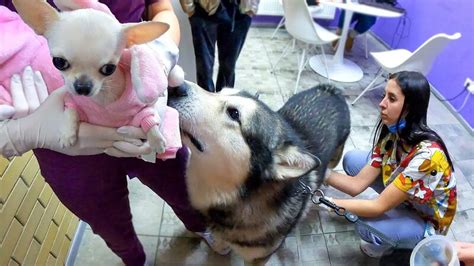 Берем Сперму Вручную У Собаки спаривание собаки новые щенки маламута