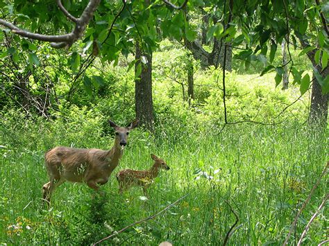 Whitetail Deer Biosphere Managing White Tailed Deer In Forest Habitat