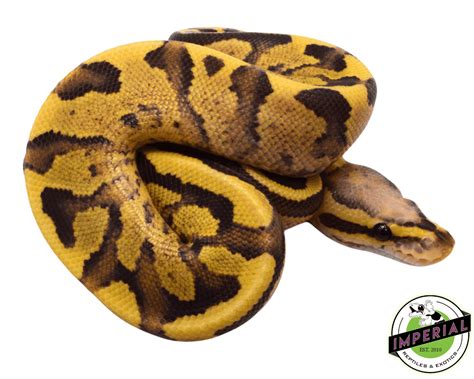 Vanilla Cream Ball Python For Sale Imperial Reptiles Imperial Reptiles And Exotics