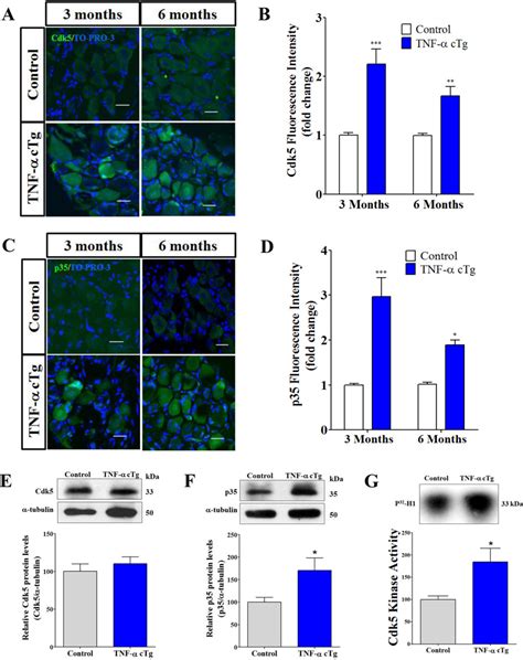 Targeted Overexpression Of Tumor Necrosis Factor α Increases Cyclin Dependent Kinase 5 Activity