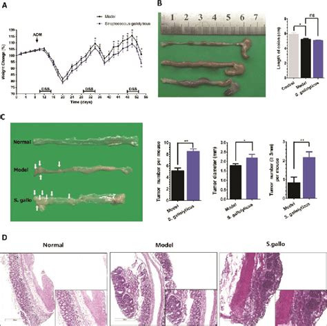 Streptococcus Gallolyticus Aggravates Tumorigenesis Of Inflammatory Download Scientific Diagram