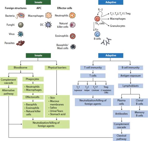 cells and substances in the innate and adaptive immune system figure