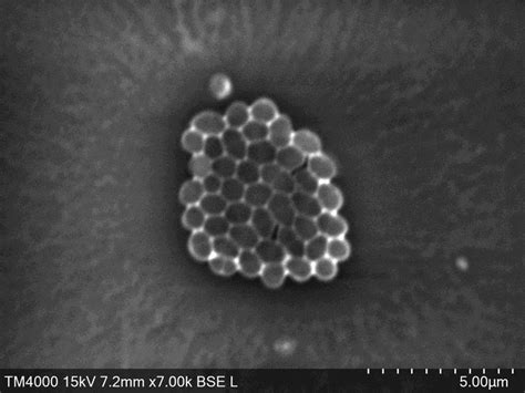 Scanning Electron Micrograph Of Enterococcus Mediterraneensis Strain Scanning Electron Micrograph Of Enterococcus Mediterraneensis Strain