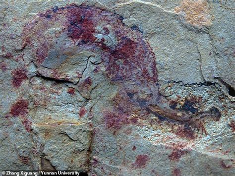 Fossils Ancient Penis Worms Used Other Creatures Shells To Protect Themselves Like Hermit