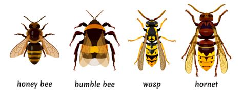 What S The Difference Between A Hornet Wasp And Bee BUGG Control Inc Pest Control