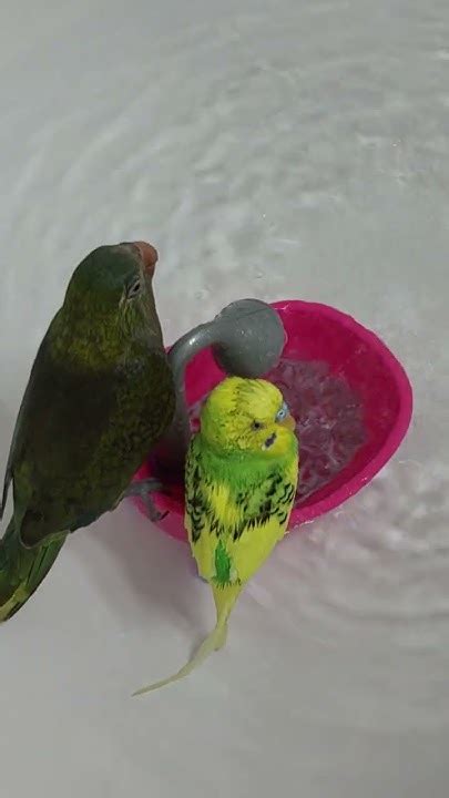 샤워하고있는 잉꼬와 별이🦜 ️ 새해복많이받으세요 잉꼬별 Youtube