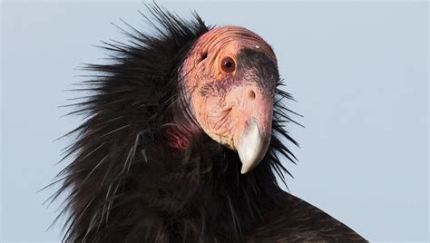 Condor Biology Ventana Wildlife Society