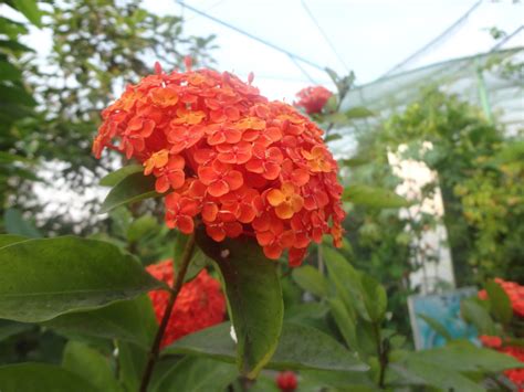 Banglar Ful Flowers Of Bangladesh Home Facebook
