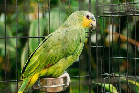 10 Green Animals That Blends Well With Their Environment