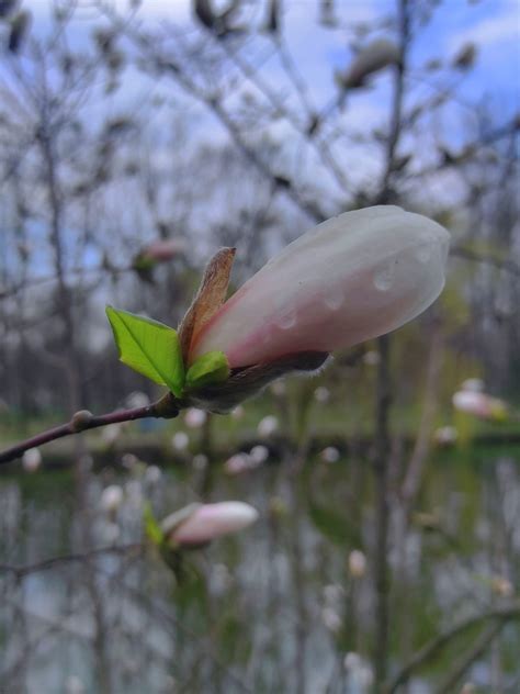 Магнолії розквітли в Запорізькому парку де побачити красу Zprz City