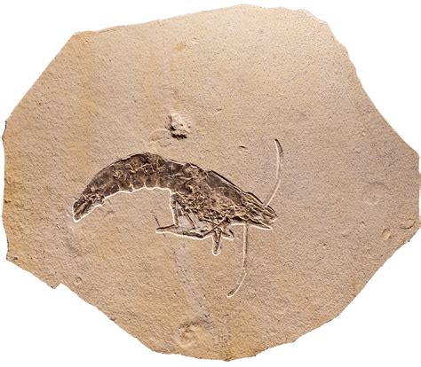 Hochwertige Fossilien Vom Sammler Und Präparator Kapitzke Fossilien
