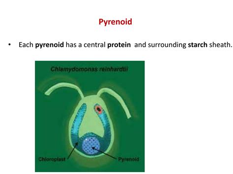 Algae Classification And Bryophytes Pptx