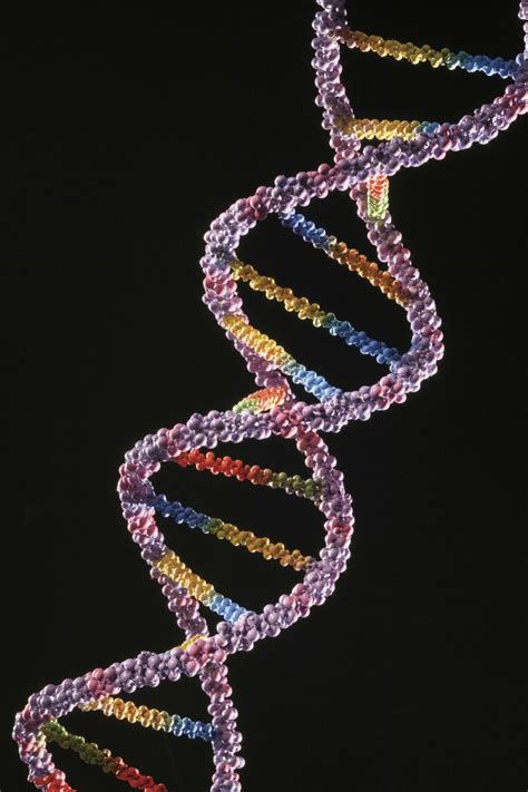 What Are Two Characteristics Of Mrna In Eukaryotes