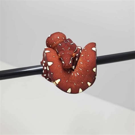 Green Tree Python Owner S Guide Best Practices For Keepers