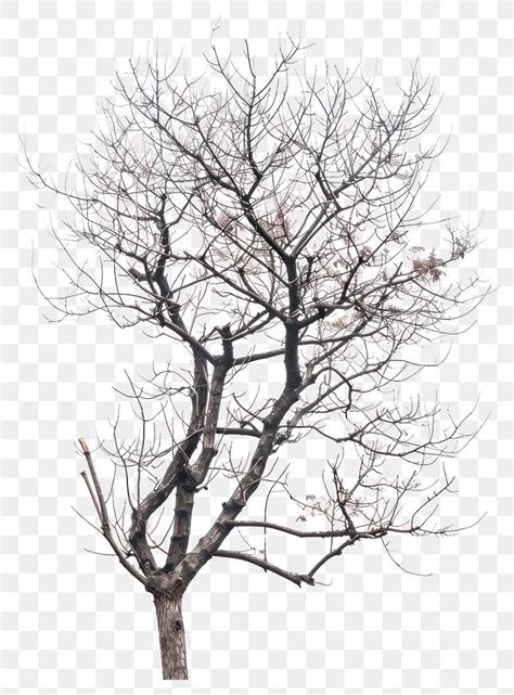 Png Leafless Tree White Background Premium Png Rawpixel