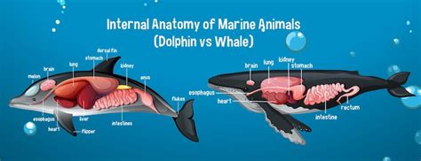 Anatomy Of A Blue Whale 150 Whale Anatomy Stock Vectors And Vector Art