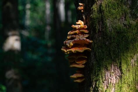 Premium Photo Lichen On A Tree In The Forest
