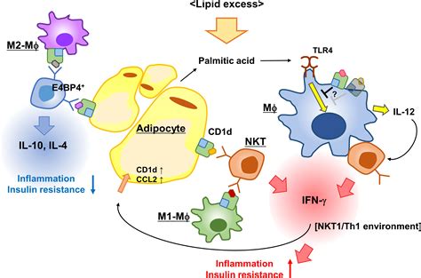 Frontiers Contribution Of Nkt Cells And Cd1d Expressing Cells In