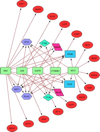 Interactive Transcription Regulatory Network Representing The Five Hub