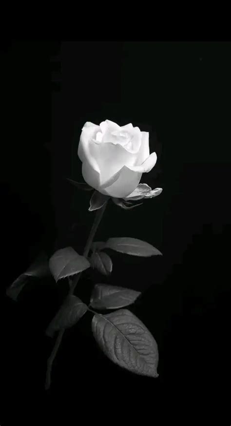 صور الورد الأسود أجمل الزهور في العالم