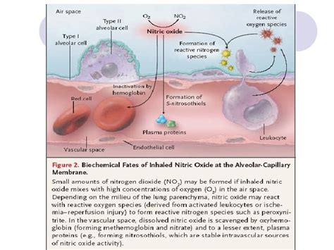 Inhaled Nitric Oxide Therapy In Adults