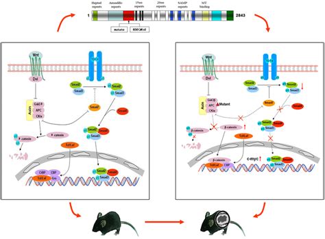 Apc Gene With Wnt Signaling And Tgf β Signaling Pathways As The Apc Download Scientific