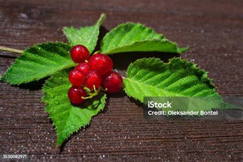 나무 배경에 나뭇잎이 있는 잘 익은 붉은 건포도의 아름 다운 무리입니다 잘 익은 여름 베리 작물 갈색에 대한 스톡 사진 및 기타 이미지 Istock