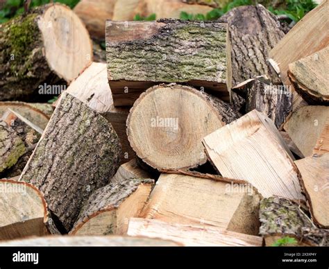 Forest Logging Wood Blocks Renewable Resource For Firewood Sustainability Climate Protection