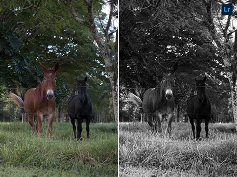 Friendship Edit Photoshop Lightroom