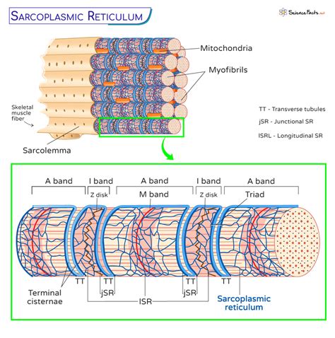 Sarcoplasmic Reticulum Definition Structure Functions And Diagram