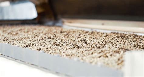 Coffee Grades Understanding The Basics Trabocca