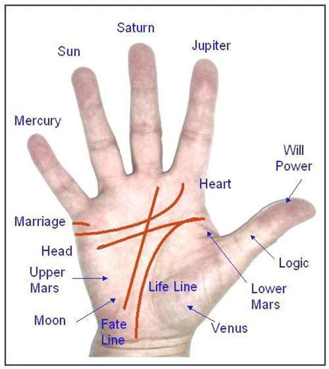 Life Line Timeline Guide In Palmistry Artofit