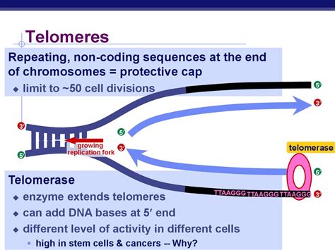 Dna Replication презентация онлайн