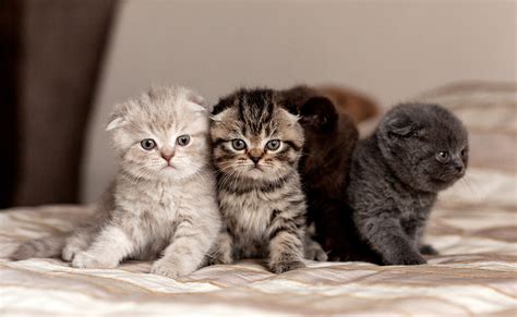 Les Chats Se Souviennent Ils De Leurs Frères Et Sœurs