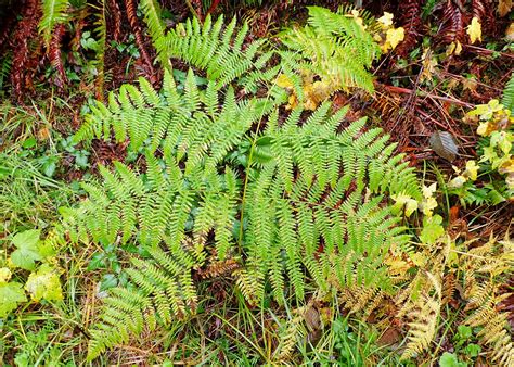 Pteridium Aquilinum Bracken Fern 10000 Things Of The Pacific Northwest