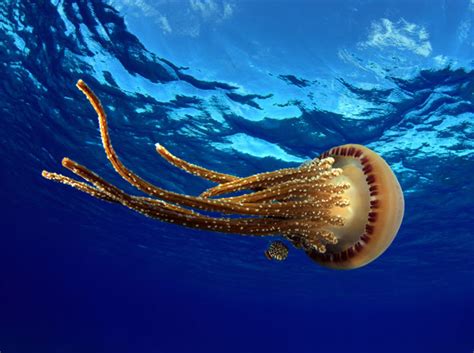 Why Do Some Jellyfish Bloom A New Theory Emerges NCCOS Coastal Science Website