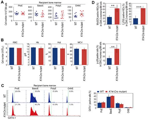 Transplantation With The Mutant Derived Bm Cells Induces Senescence Of