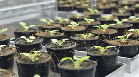 Scientists Are Engineering Plants To Produce ‘sex Perfume To Replace