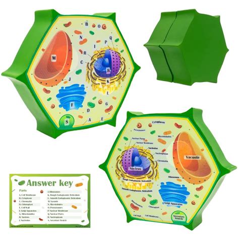 Cross Sectional Foam Plant Cell Model Great For Adult Learning