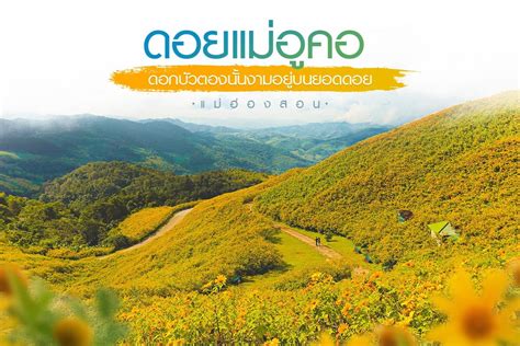 ดอกบัวตองนั้นบานอยู่บนยอดดอย 🌱🌼💛 ดอกเอื้องสามปอย บ่เกยเบ่งบานบนลานพื้นดิน เนื้อร้องของเพลง