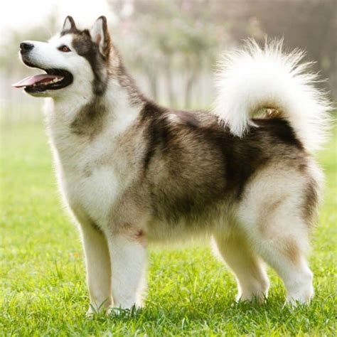 18 Different Types Of Huskies And Husky Breeds Pictures