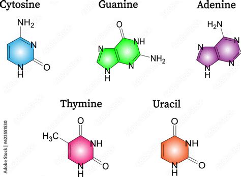 Guanine Nucleotide Structure