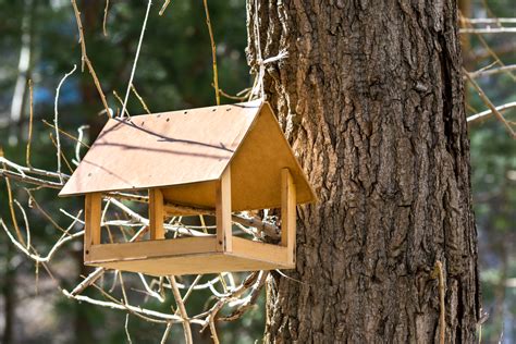 How To Make A Squirrel Feeder 11 Easy Ideas Glenlivet Wildlife
