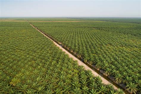 What Does Palm Oil Tree Look Like