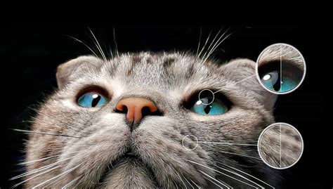 Tcl C745 144hz Qled Gaming Tv Tcl Global