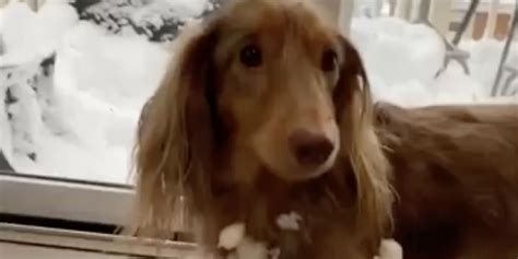 강아지 눈밭 대참사 귀여운 닥스훈트 움직일 수 없게 된 충격적인 사연 디피펫